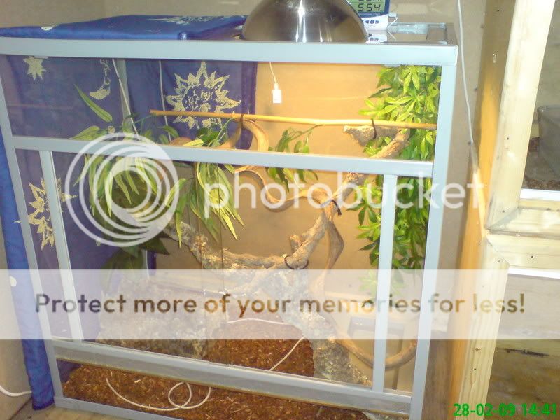 My gtp viv | Reptile Forums