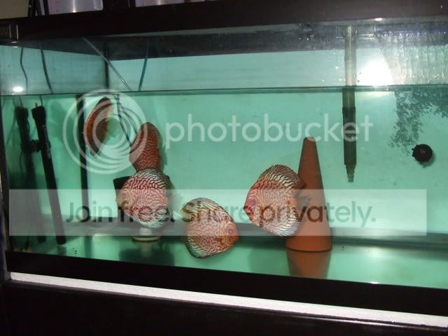Breeding Cone for discus | AquariaCentral.com