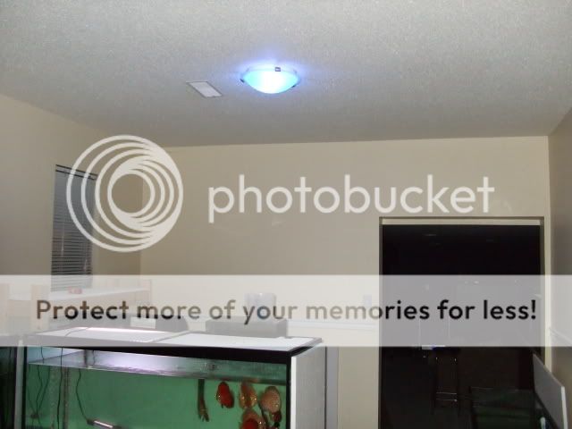 How much Sleep do discus need? - SimplyDiscus