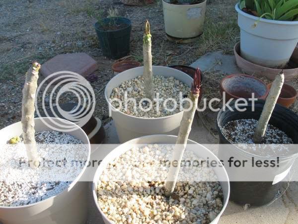 Plumeria | Spacegurrrl's Garden Log