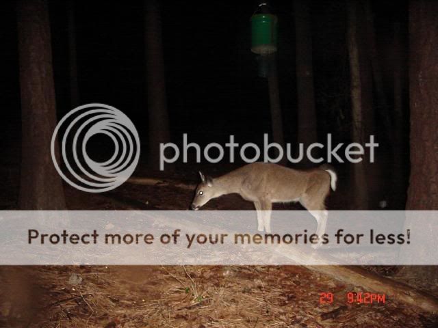 swayback deer and others | Archery Talk Forum