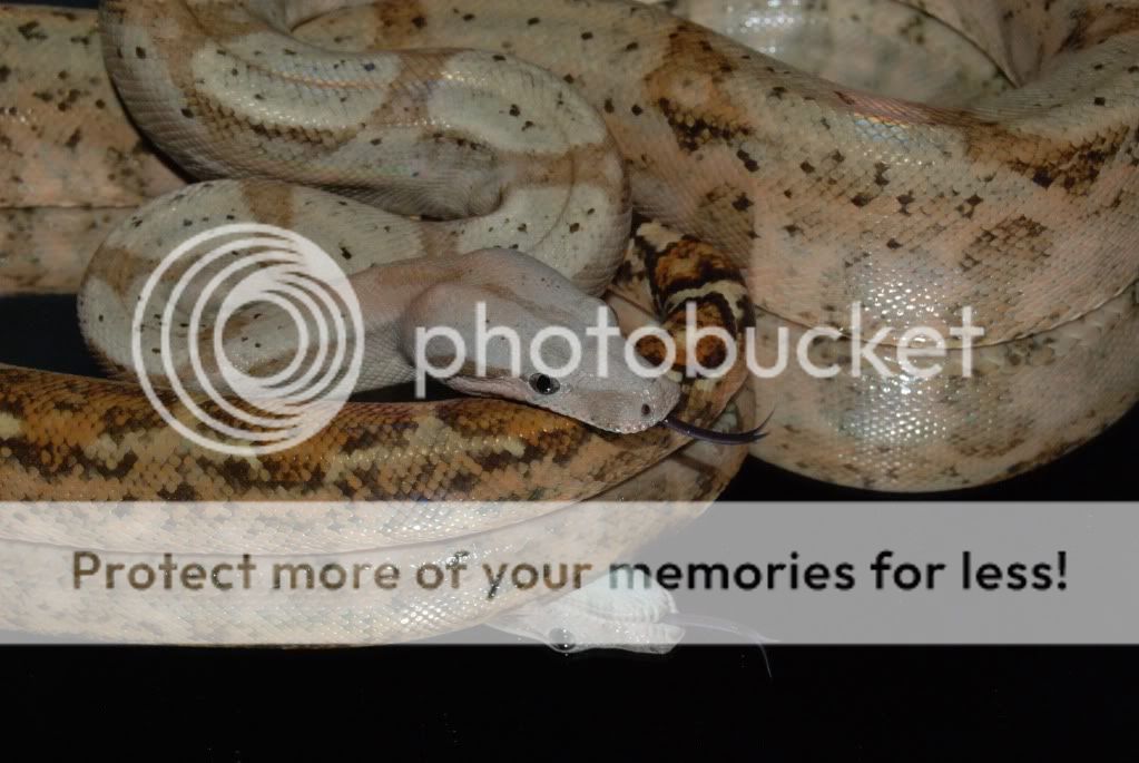 Photoshoot Part 2 - RedTailBoas Ultimate Reptile Community