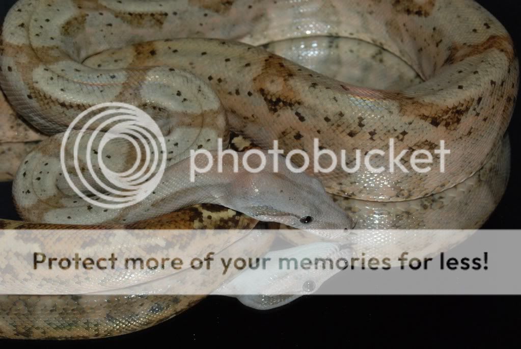 Photoshoot Part 2 - RedTailBoas Ultimate Reptile Community