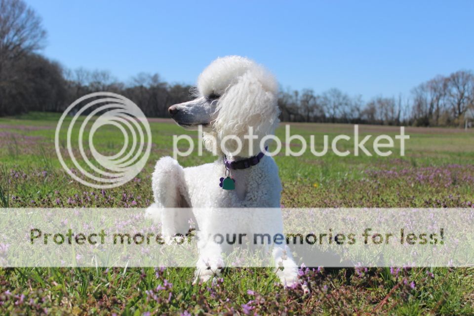 Polly In A Purple Field | Poodle Forum