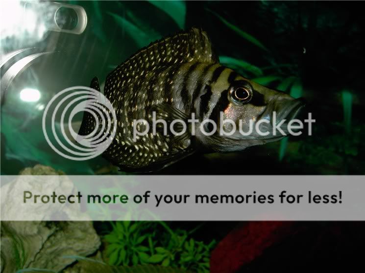 Post your best edited before and after photo | Cichlid Fish Forum